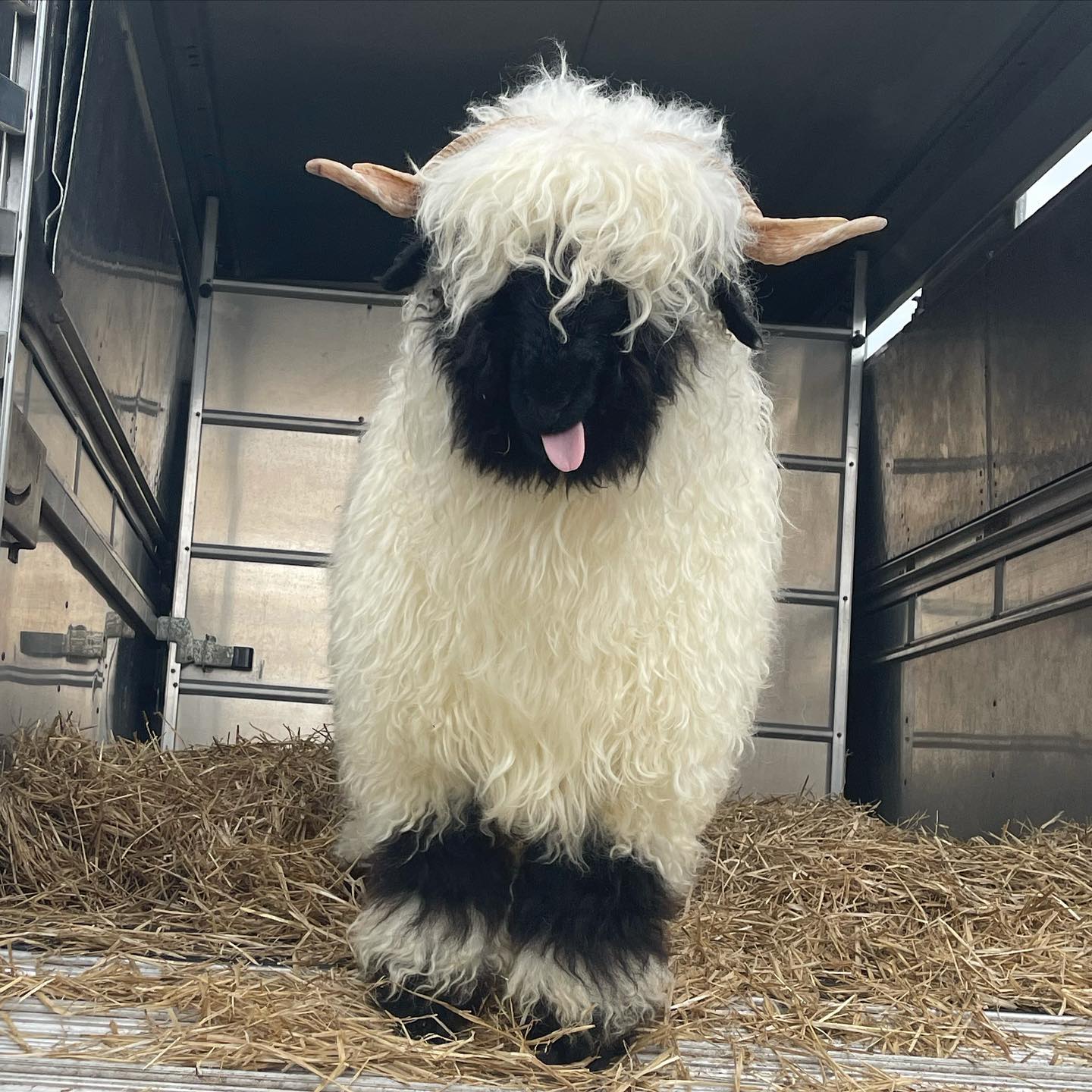 Meet The Valais Blacknose Sheeps - The Worlds Cutest Sheeps Look Like ...