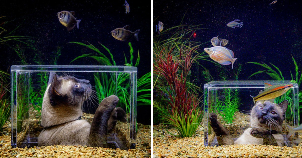 Family Designs A Custom Aquarium For Their Cat Who Loves Watching Fish