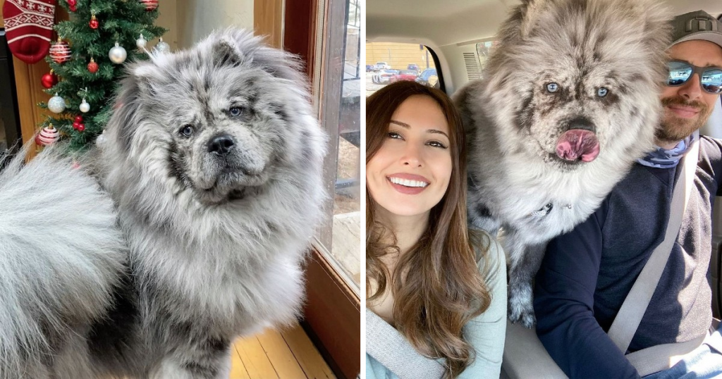 Meet The Famous ‘Oreo Cloud’ Who Is Now A Gorgeous Fluffy Dog