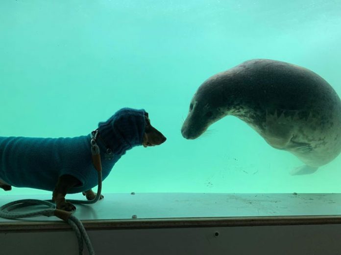 Sausage Dog And A Seal Puppy Met On Vacation And Became Best Friends