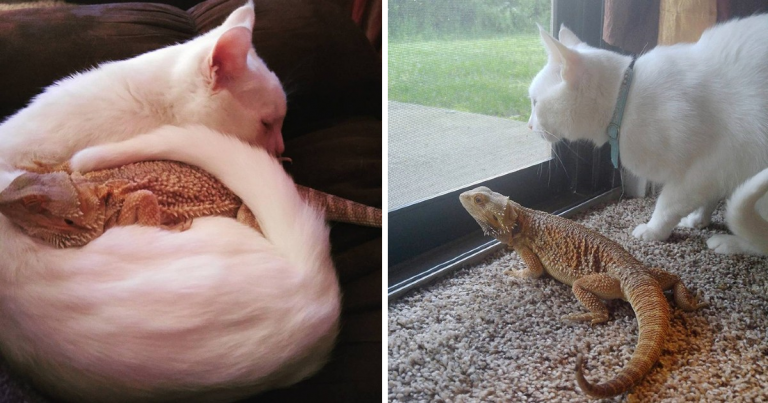 Bearded Dragon And Cat Become Best Friends