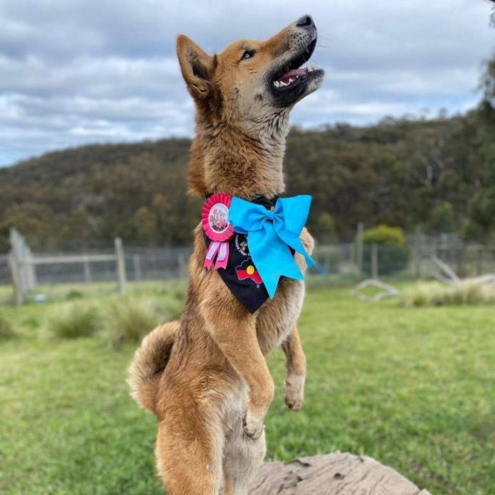 Stray Puppy Turned Out To Be A Rare Australian Alpine Dingo