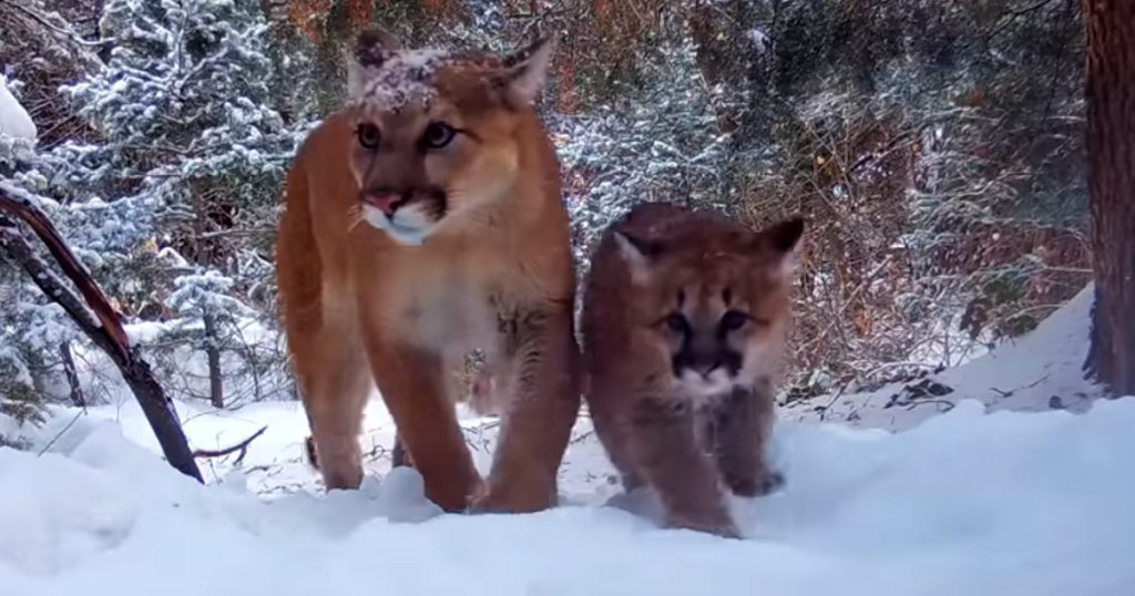 Trail Camera Catches A Mountain Lion And Her Adorable Cubs