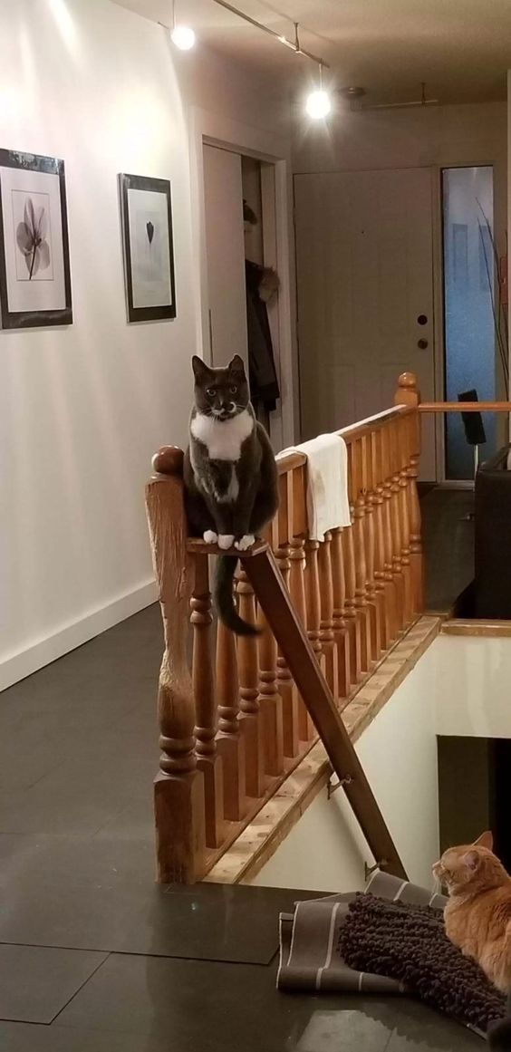 Cat Turned Wooden Banister Into A Work Of 'Art'