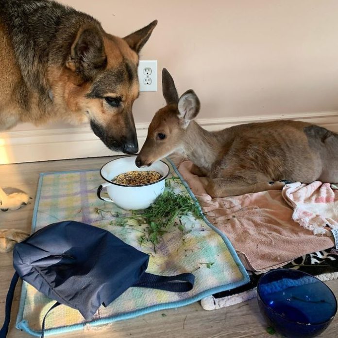 Kind Dog Surprises Owner By Comforting The Orphaned Fawns She Rescued