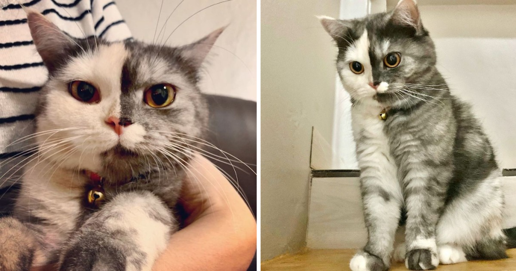 Meet ‘Chimera,’ The Cat Who Has A Unique Face And A Cuddly Personality